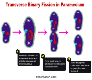 Paramecium: Structure, Reproduction, and other Life Processes ...