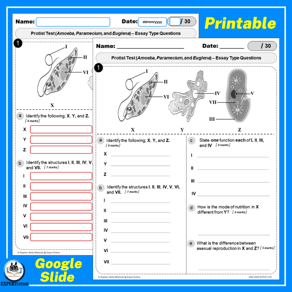 Protists Test 1: Amoeba, Paramecium, and Euglena Assessment - ExperTuition